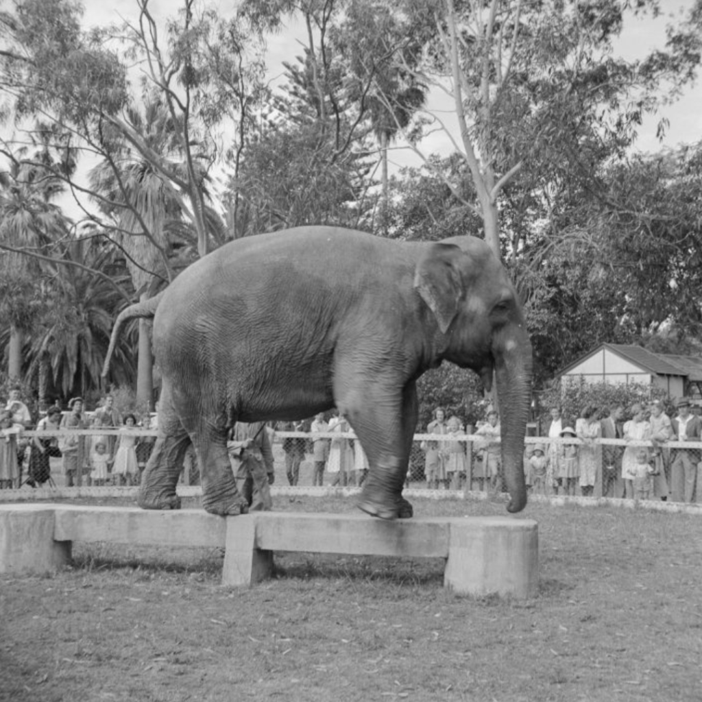 Perth Zoo: Aging with grace – Western Independent