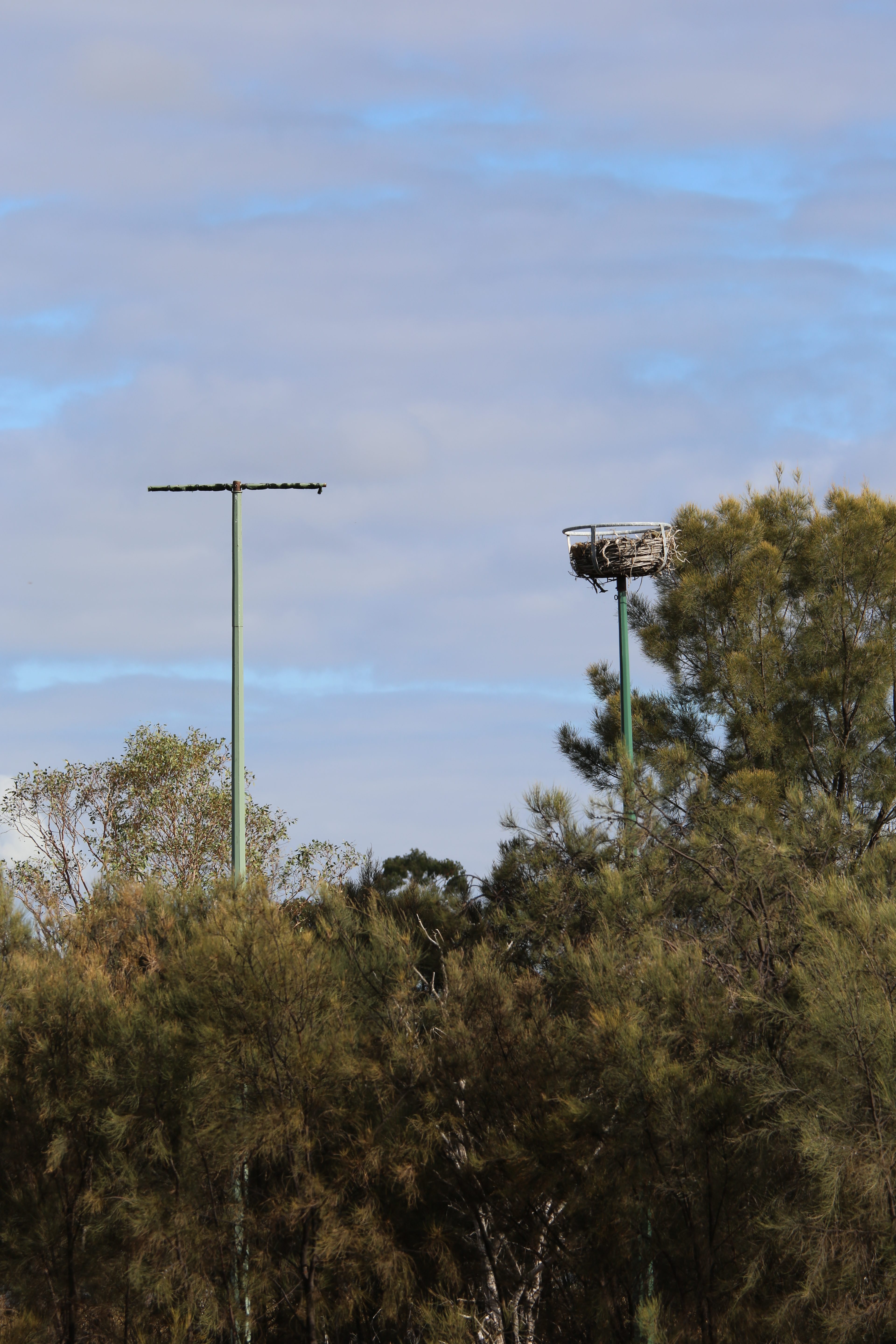 Alfred Cove osprey perch and nest – Western Independent