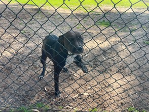 swan dog – Western Independent